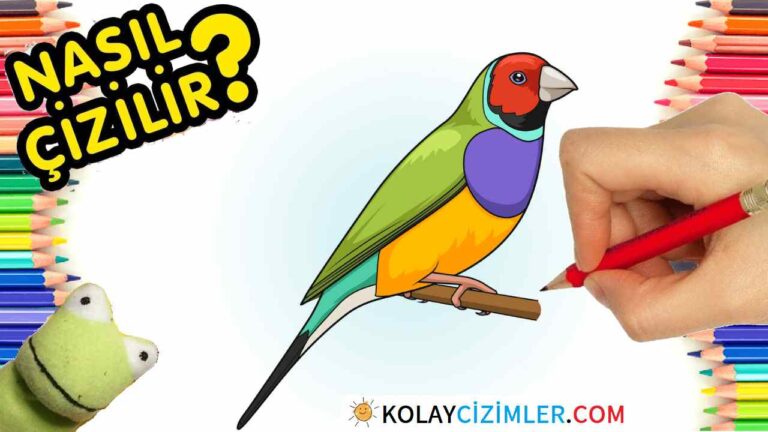 Adım Adım 66'dan Köpek Resmi Çizimi - KOLAY ÇİZİMLER